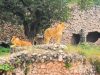 Lucknow Zoo-Nawab Wajid Ali Shah Zoological Garden Ticket Price Timing