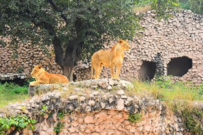 Lucknow Zoo-Nawab Wajid Ali Shah Zoological Garden Ticket Price Timing